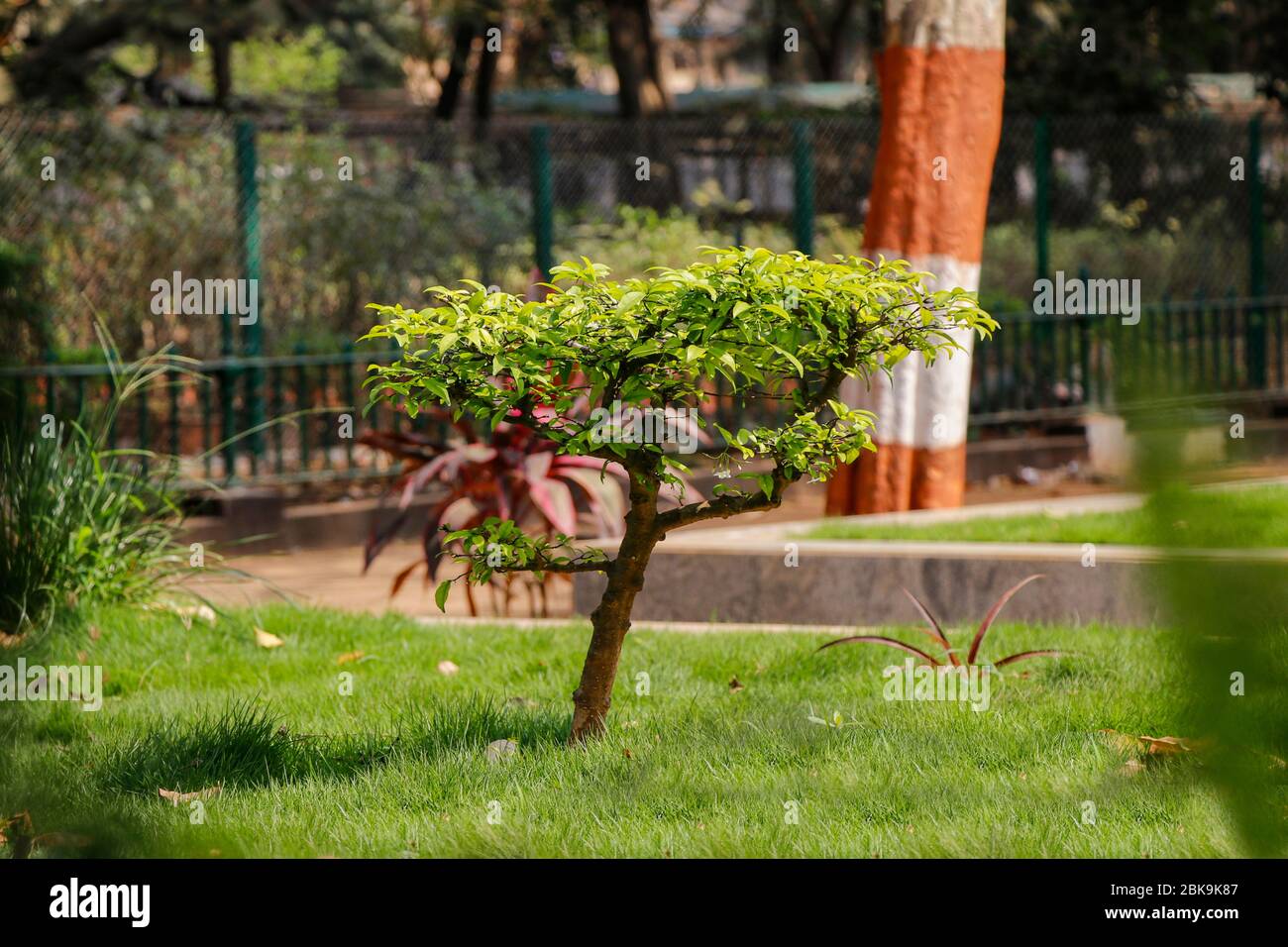 Growth tree on green background. Eco green nature forest background ...