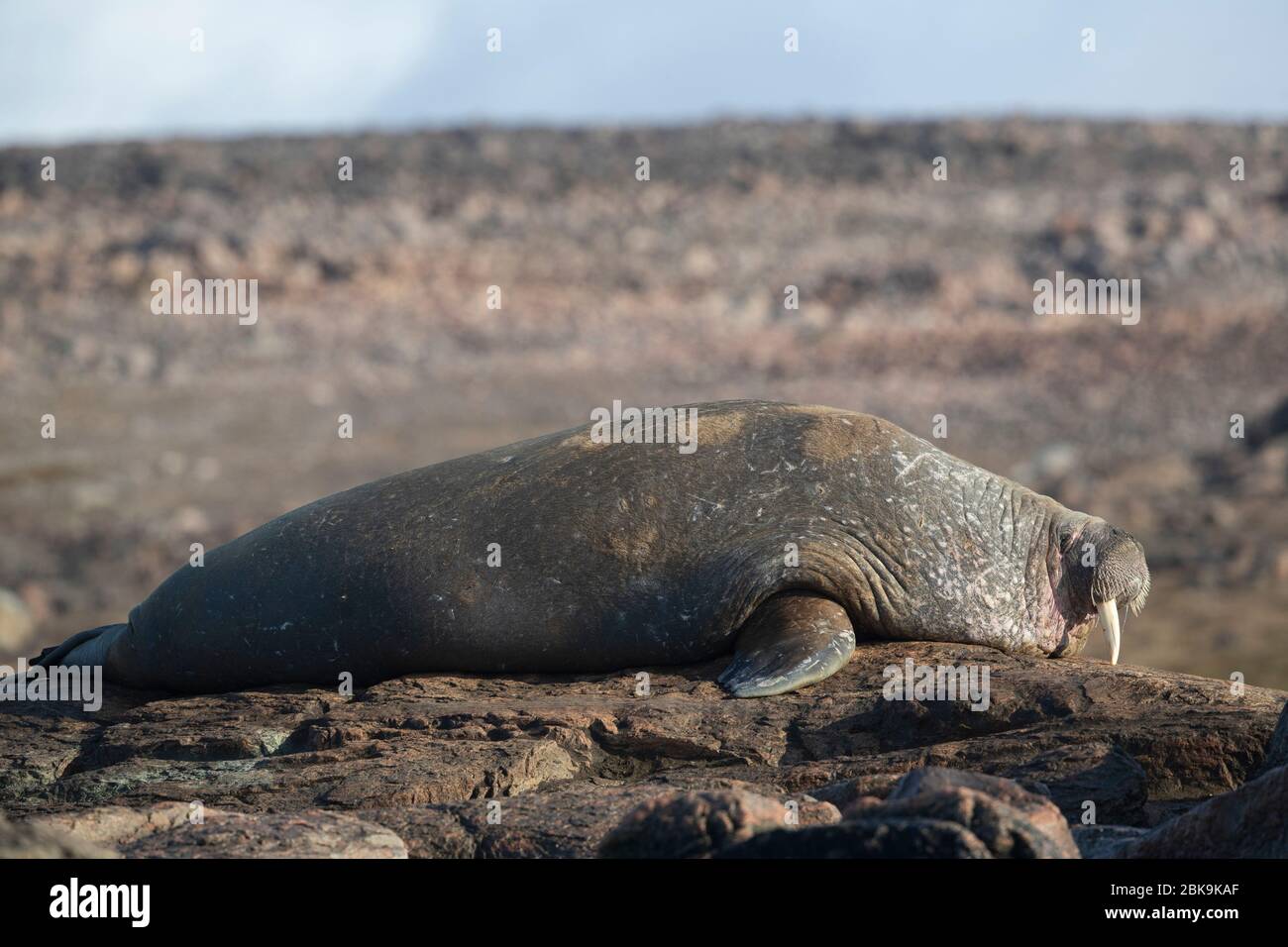 Walrus walrus on rock marine hi-res stock photography and images - Alamy