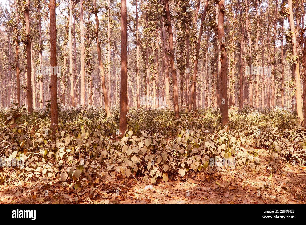 Gorakhpur hi-res stock photography and images - Alamy