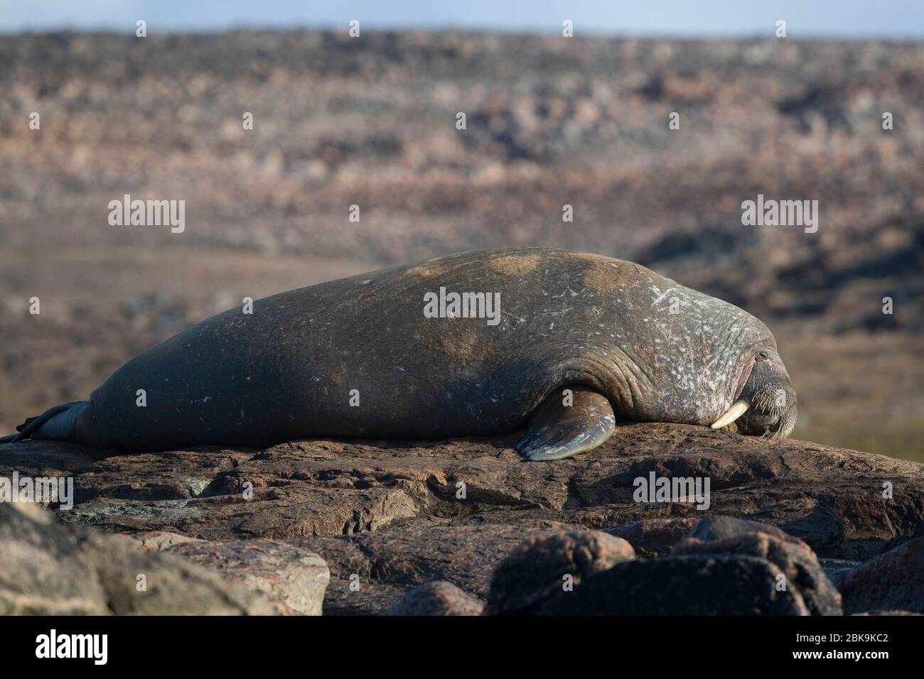 Walrus asleep on rock, Canada Stock Photo - Alamy