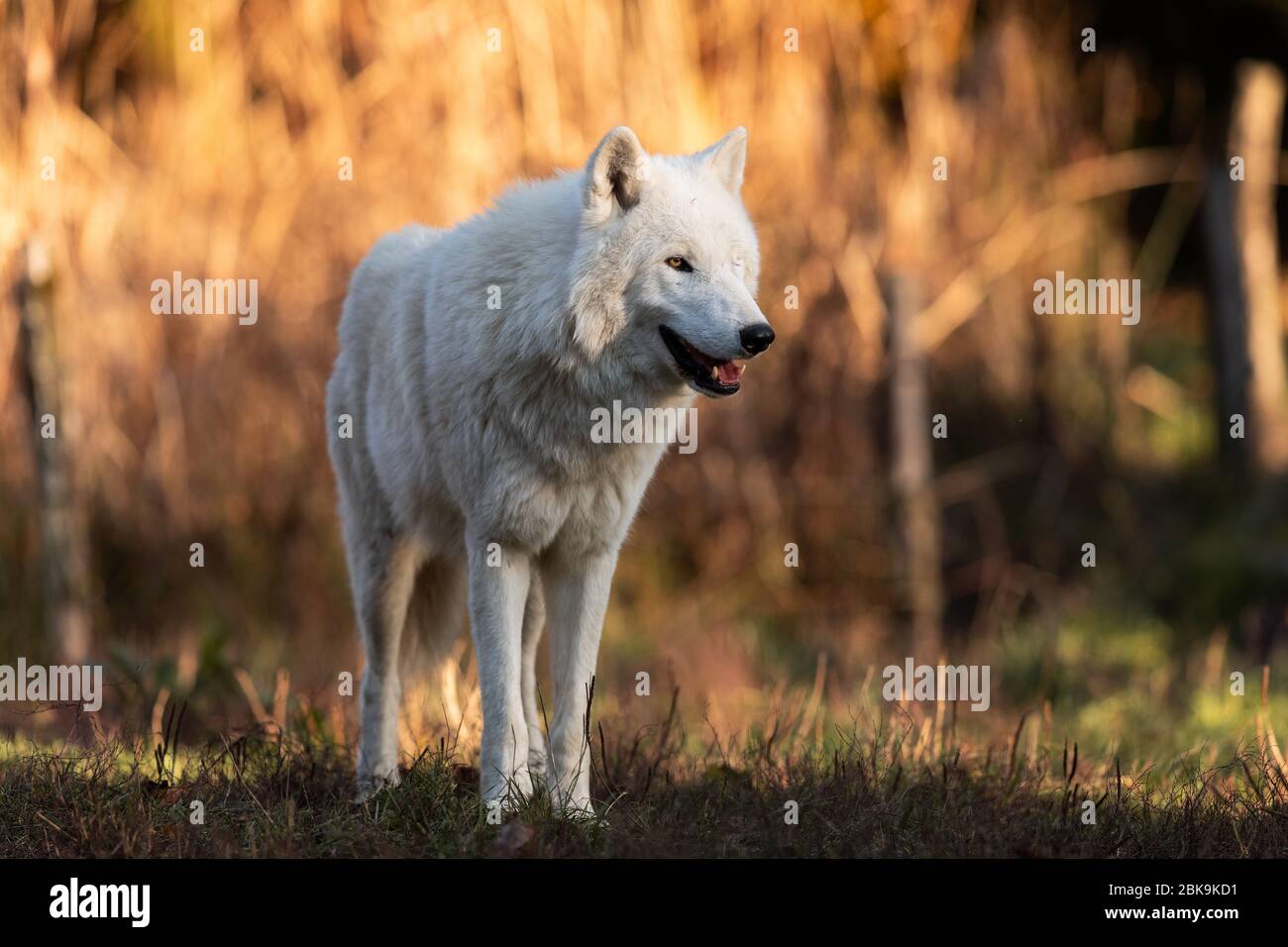 White wolf in the forest Stock Photo - Alamy