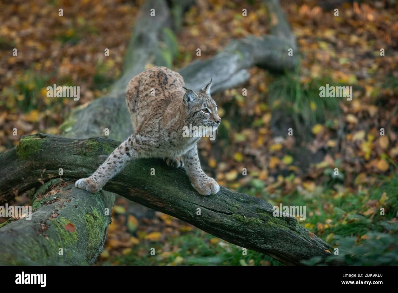 Lynx in the forest, france Stock Photo - Alamy