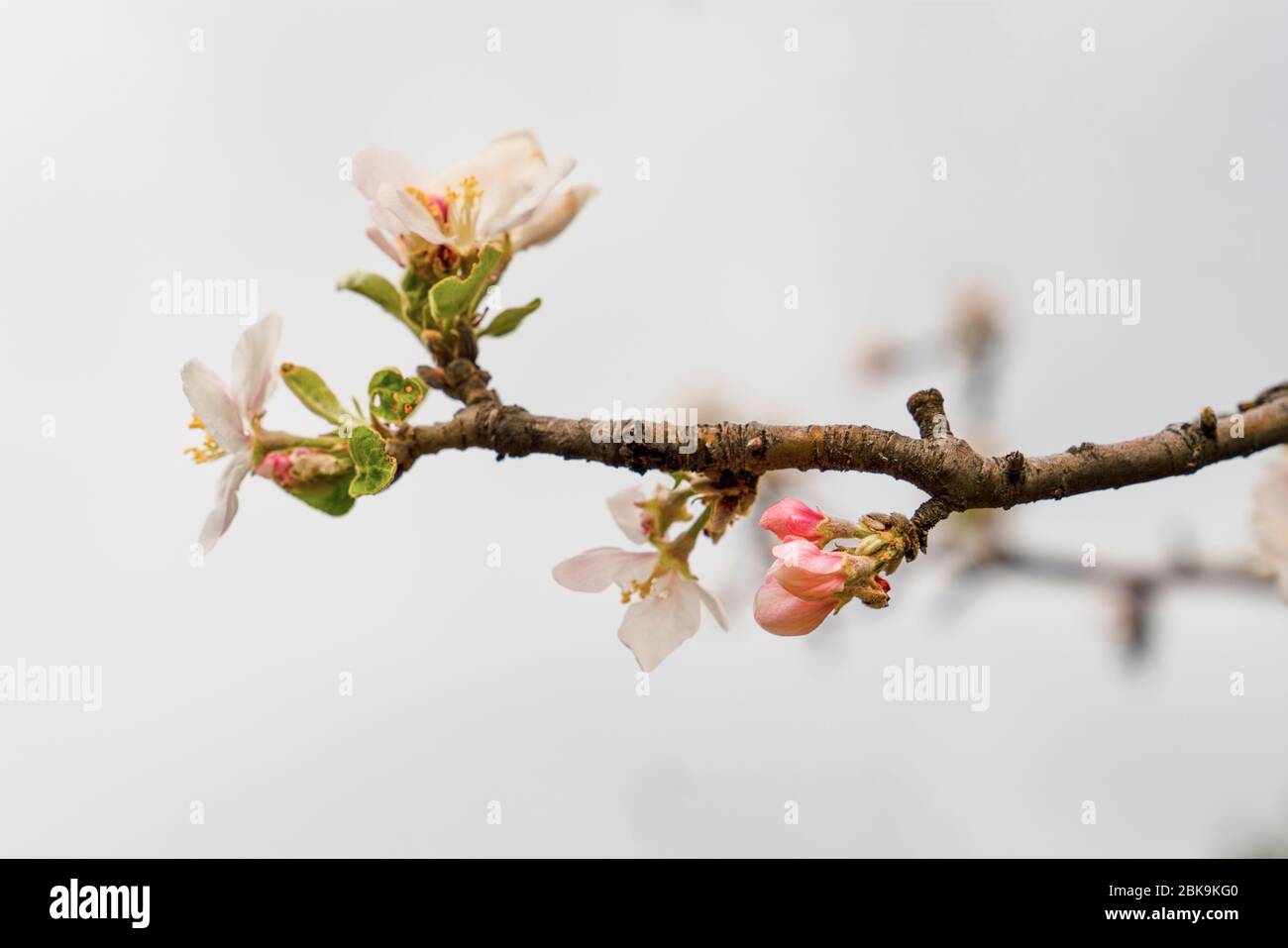 A blooming fruit tree in spring and blurred background Stock Photo - Alamy