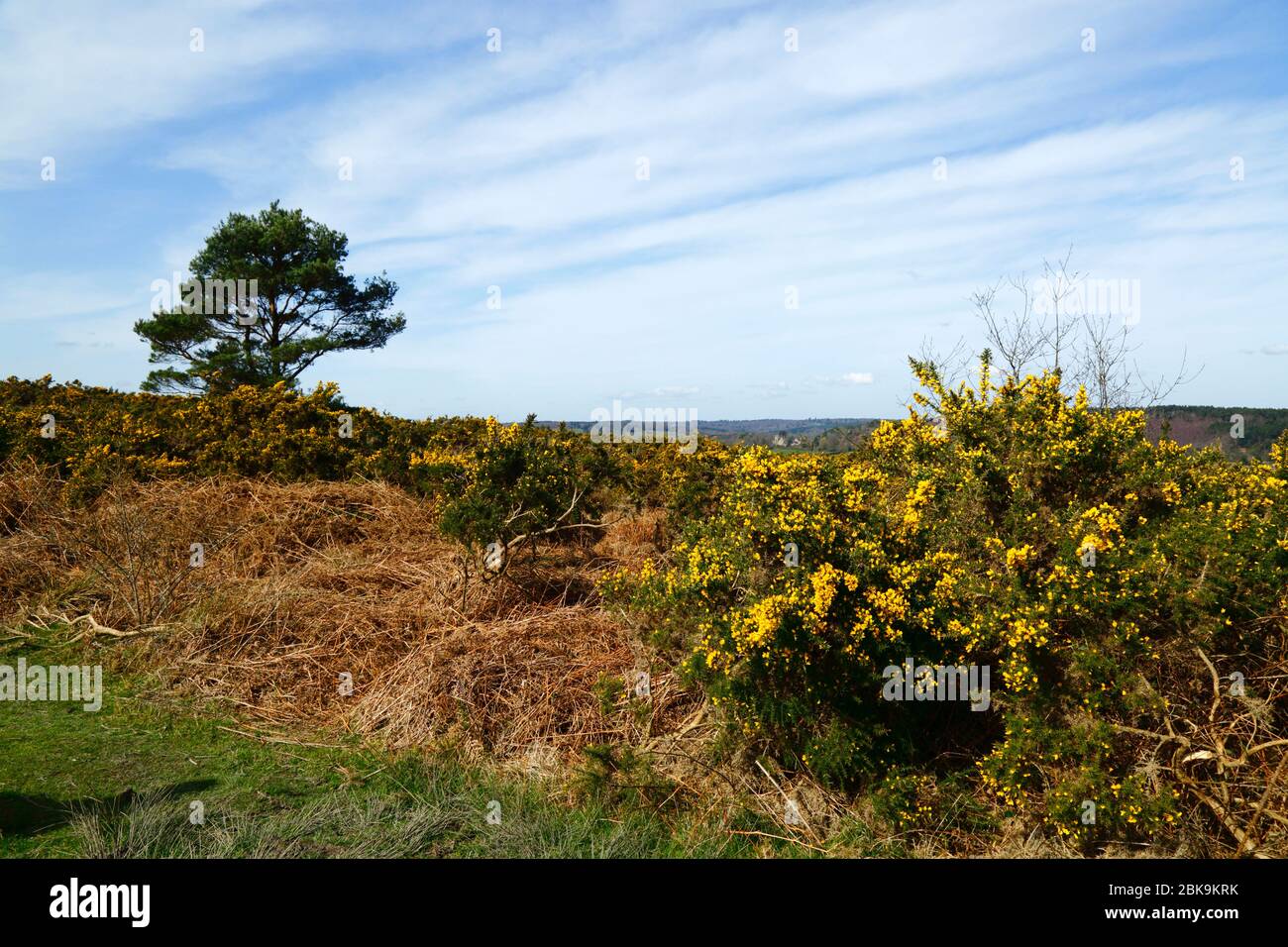 Common gorse (Ulex europaeus), Scots pine tree (Pinus sylvestris ...