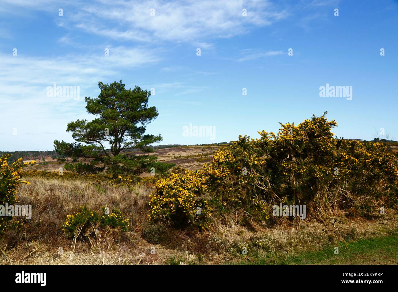 Common gorse (Ulex europaeus), Scots pine tree (Pinus sylvestris) and ...