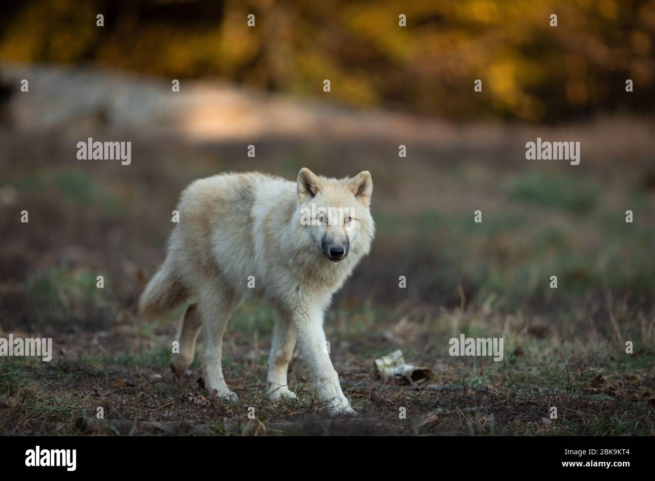 White wolf in the forest Stock Photo - Alamy