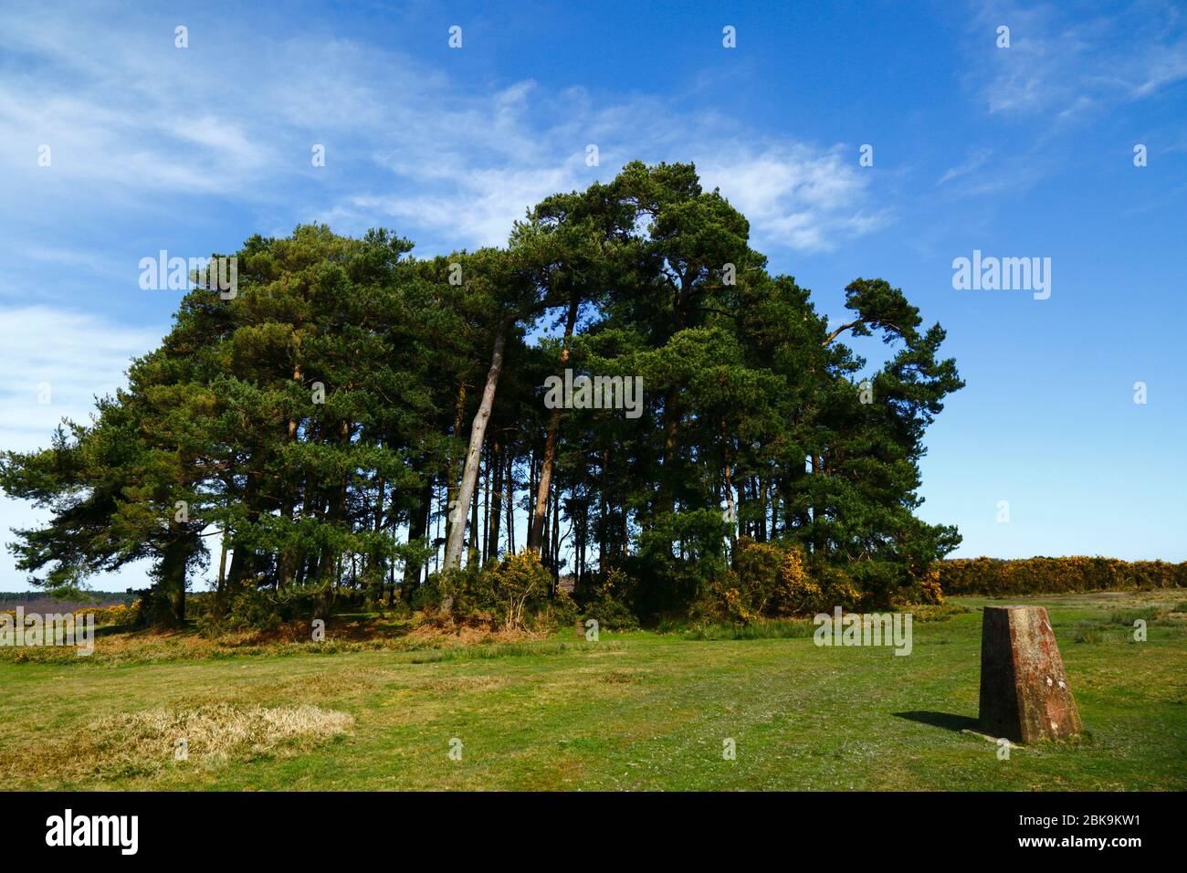 Trig point and clump of Scots pine trees (Pinus sylvestris) at Camp ...