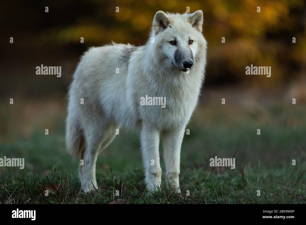 White wolf in the forest Stock Photo - Alamy
