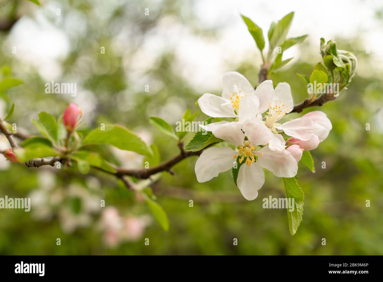 A blooming fruit tree in spring and blurred background Stock Photo - Alamy
