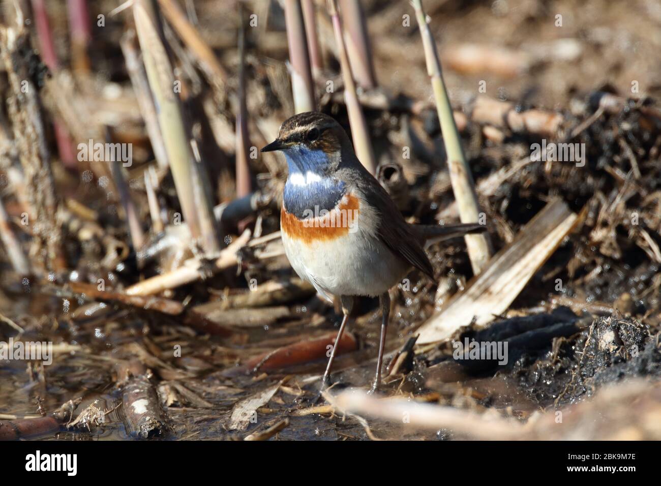Bluethroat (Luscinia svecica Stock Photo - Alamy