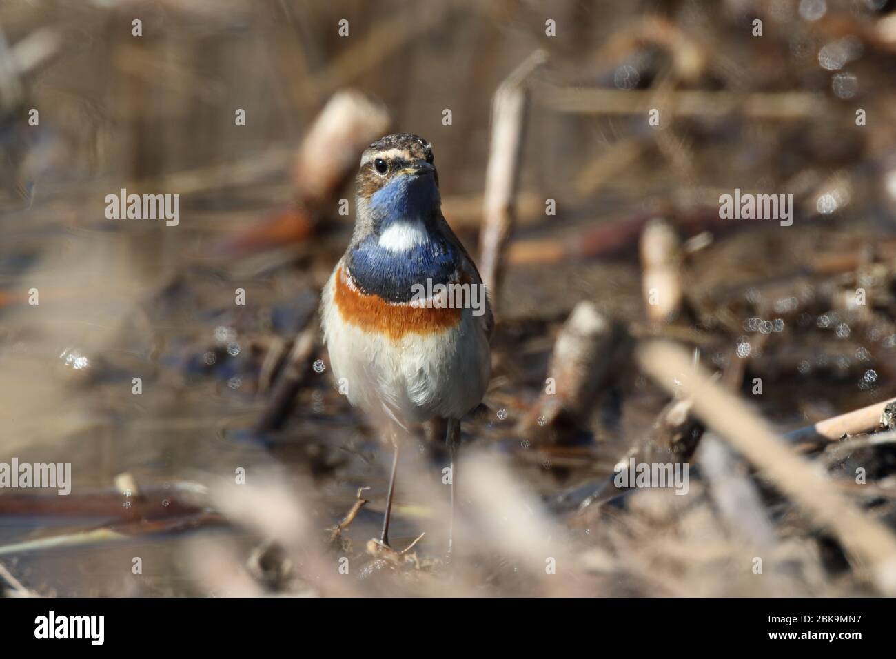 Bluethroat (Luscinia svecica Stock Photo - Alamy