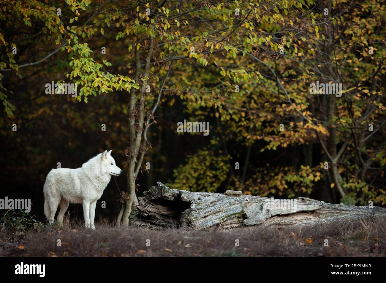 White wolf in the forest Stock Photo - Alamy