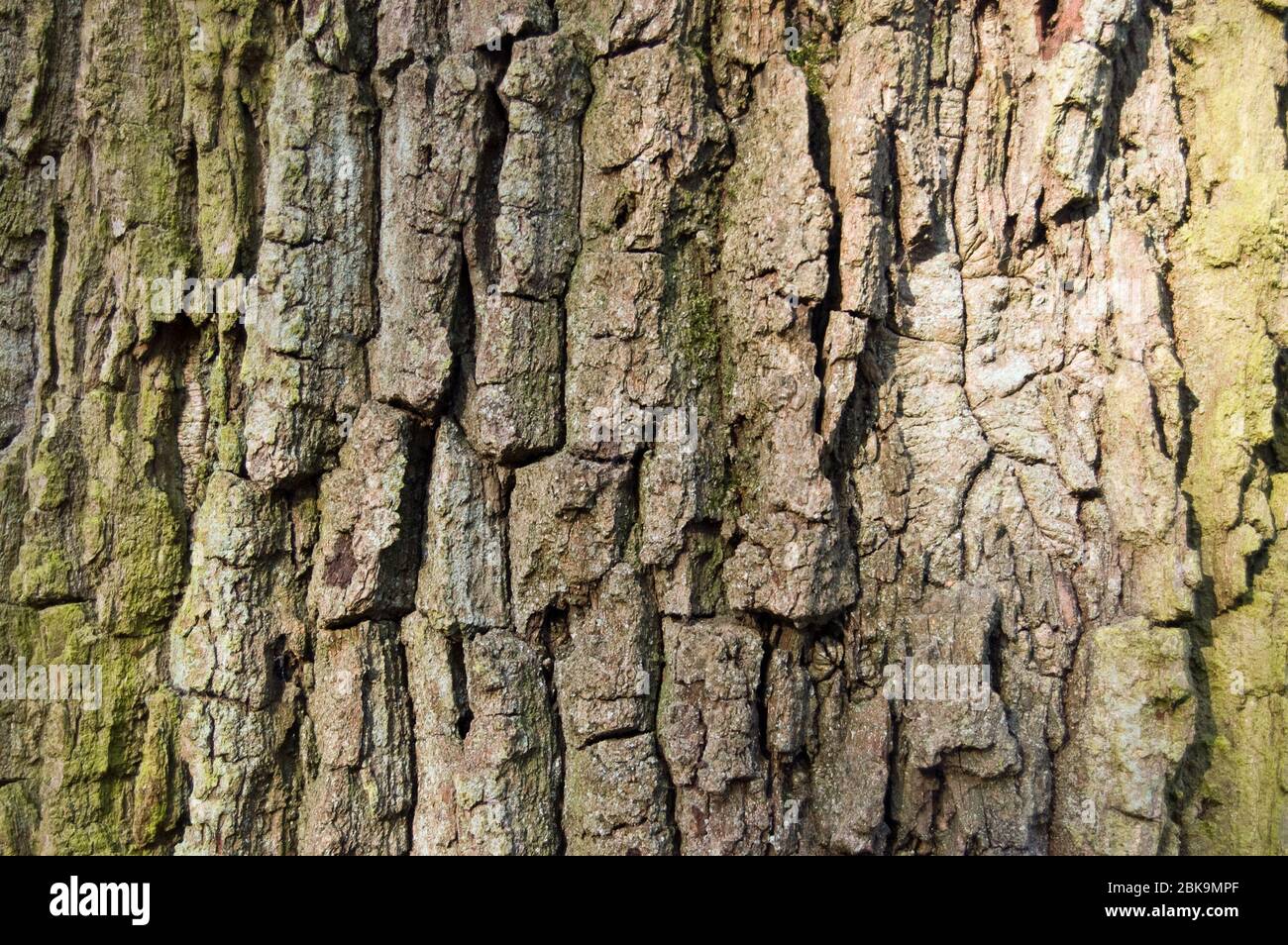 Oak Tree Trunk Texture