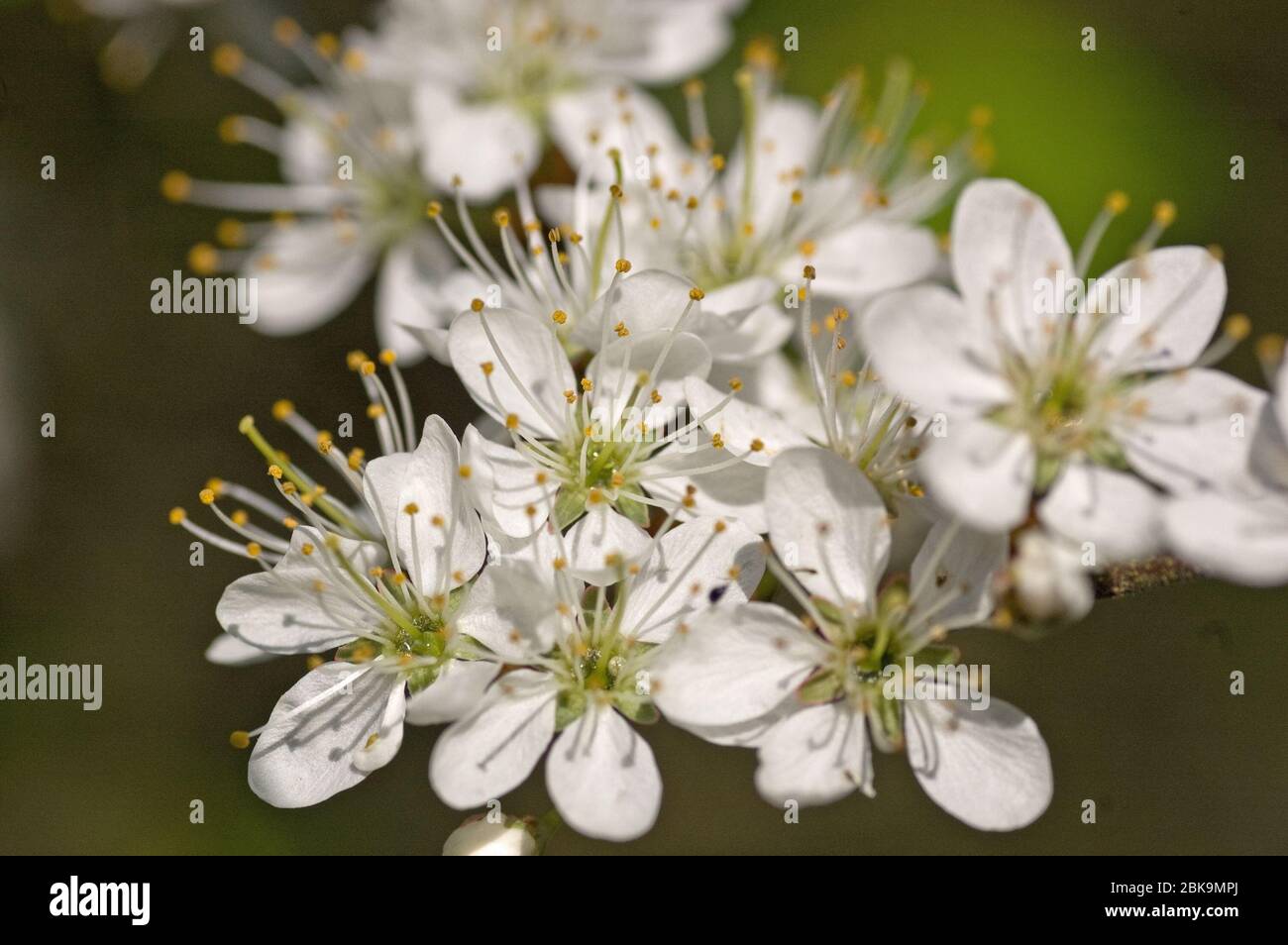 Hedgerow in springtime hi-res stock photography and images - Alamy