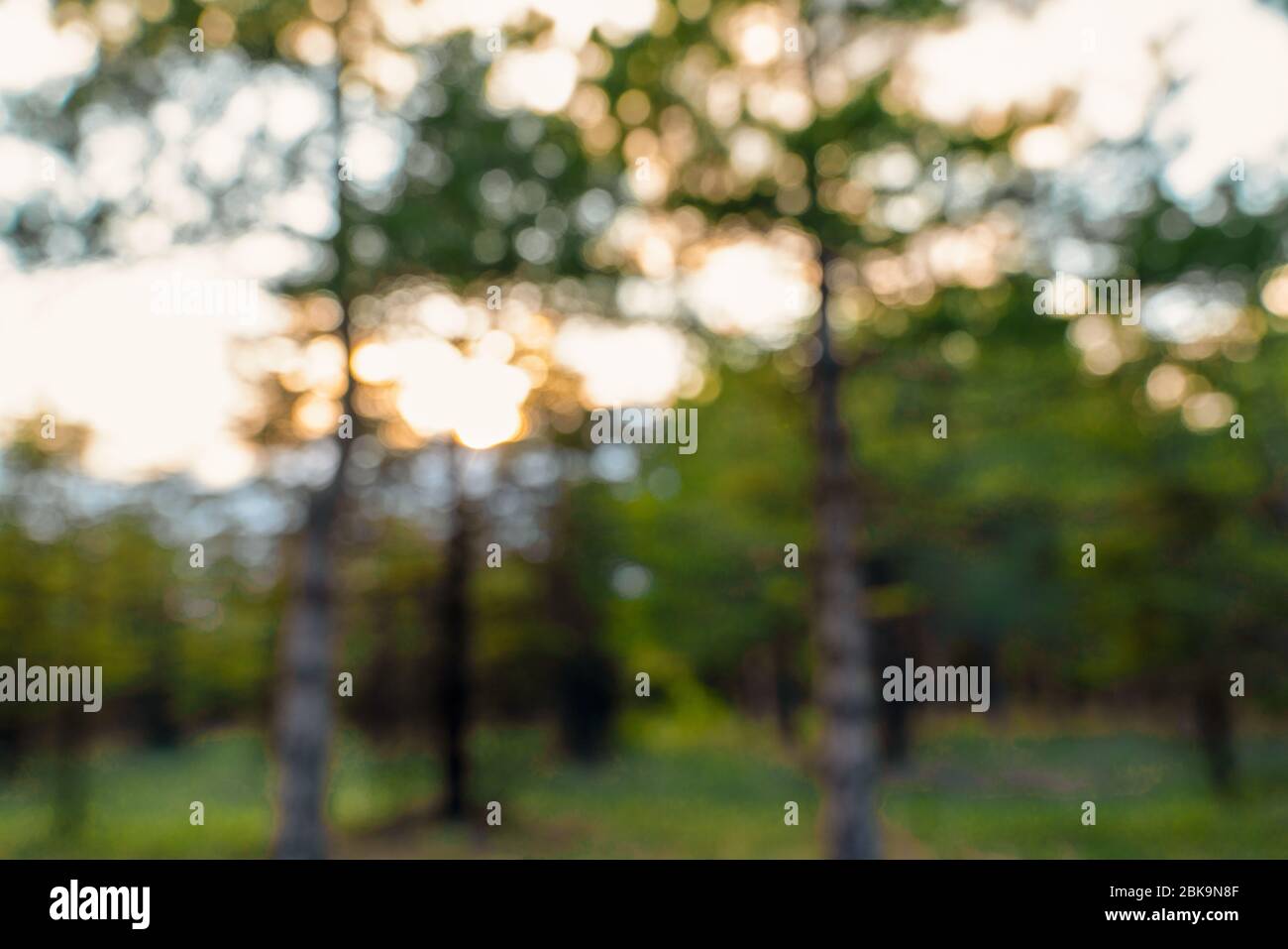 Green and brown natural background of out of focus forest or bokeh ...