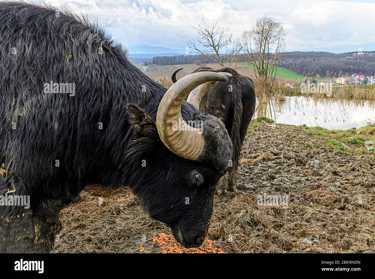 Asian bufallo hi-res stock photography and images - Alamy