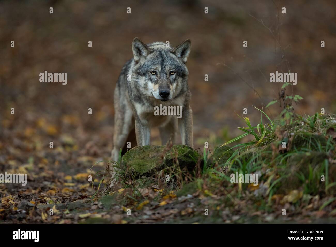 Grey wolf in the forest Stock Photo - Alamy