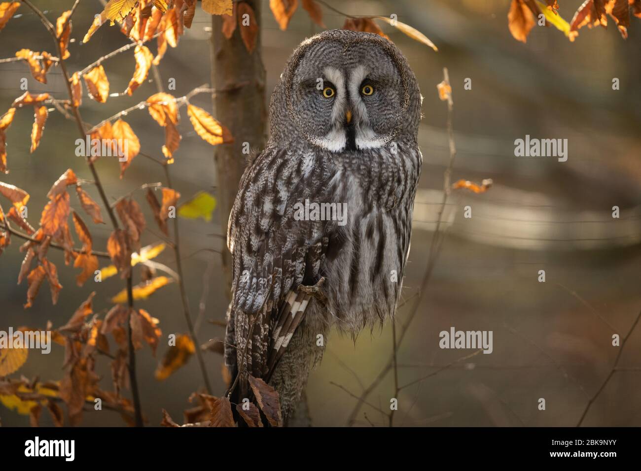 Great gray owl in the tree Stock Photo - Alamy