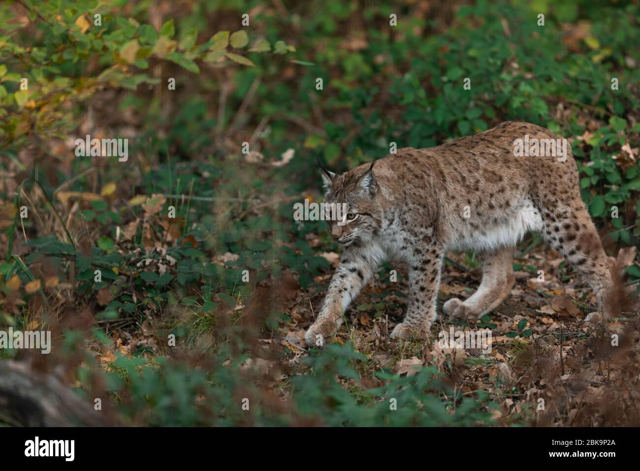 Lynx in the forest, france Stock Photo - Alamy
