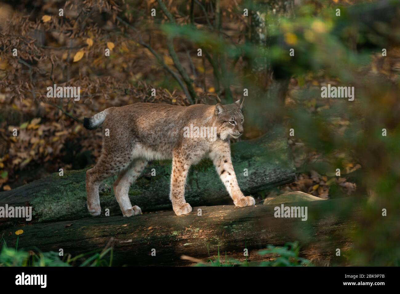 Lynx in the forest, france Stock Photo - Alamy