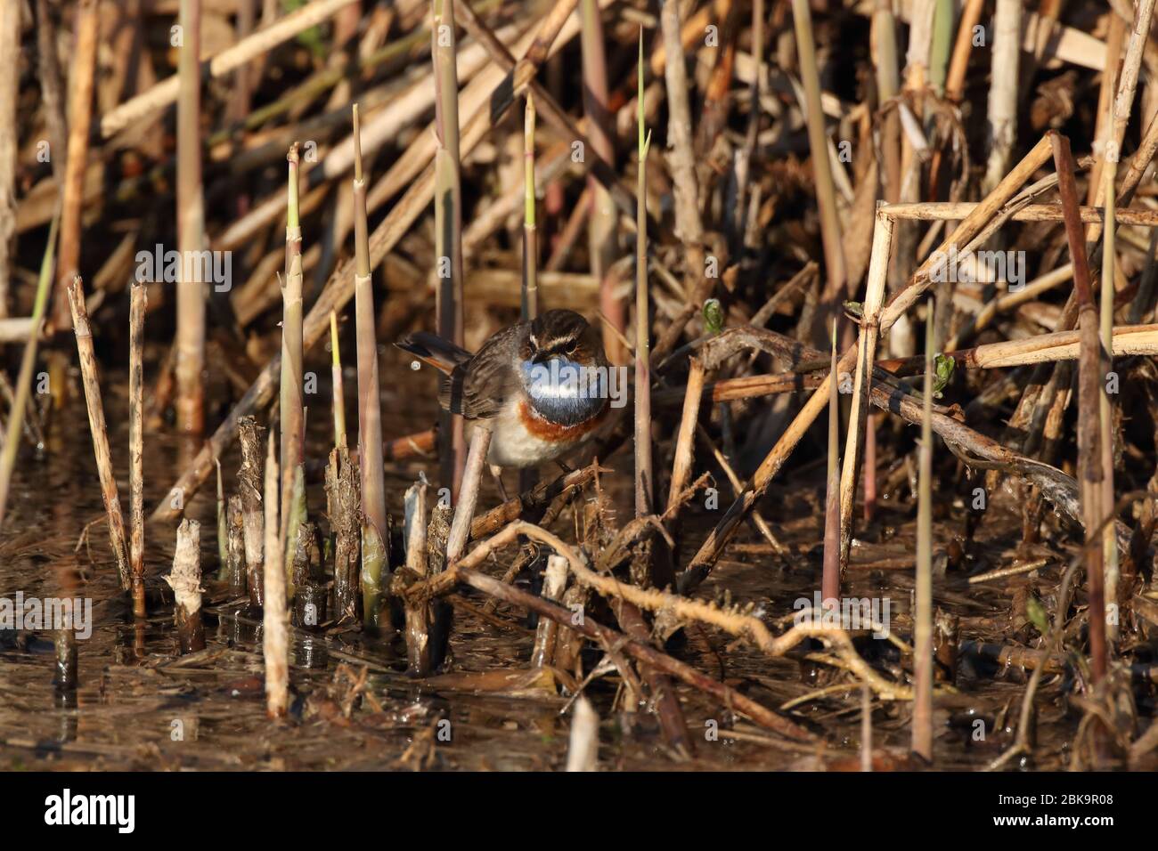 Bluethroat (Luscinia svecica Stock Photo - Alamy