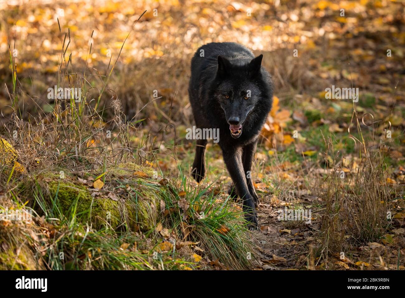Black wolf in the forest Stock Photo - Alamy