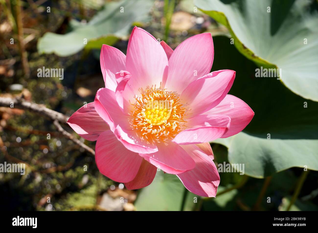 Lotus flower in a small reservoir in the territory of the Volgograd ...