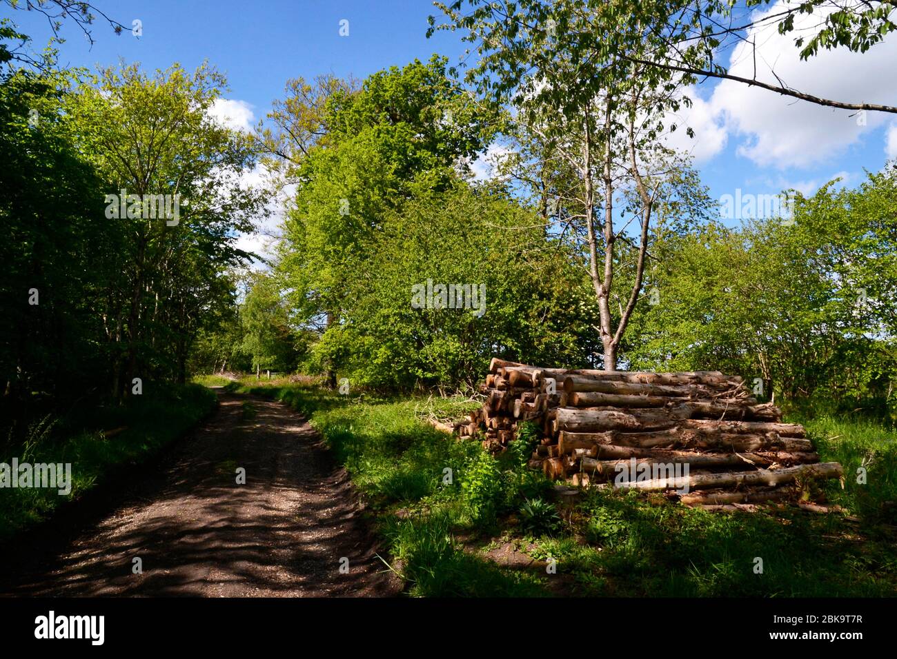 Uk sawn logs hi-res stock photography and images - Alamy