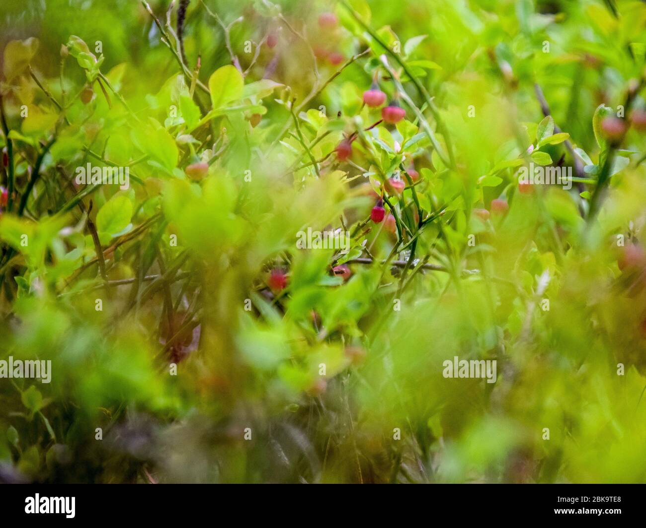 Fuzzy, green leaf bud and pink wild blueberry flowers grow in early ...