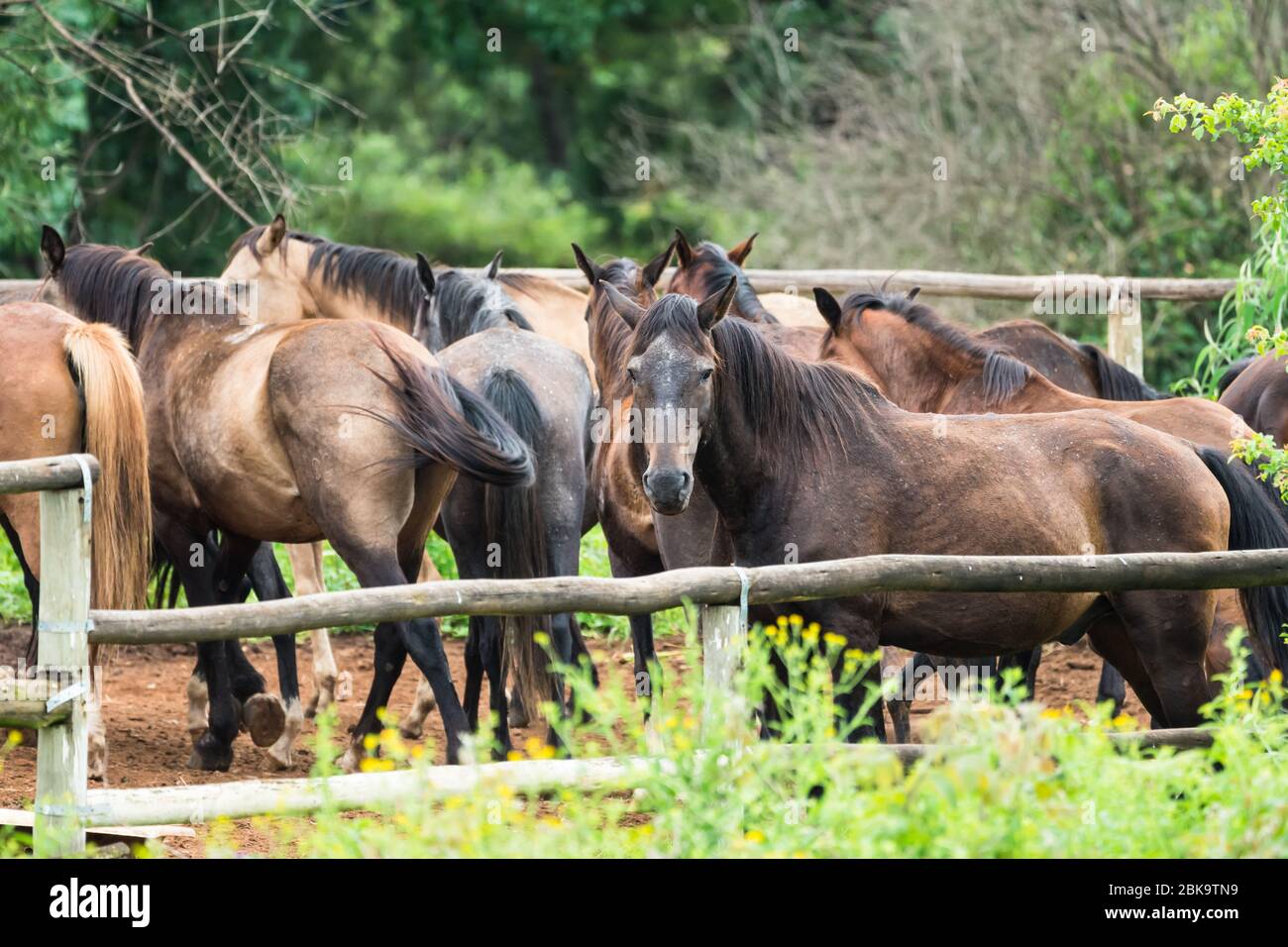 Corral animals hi-res stock photography and images - Alamy