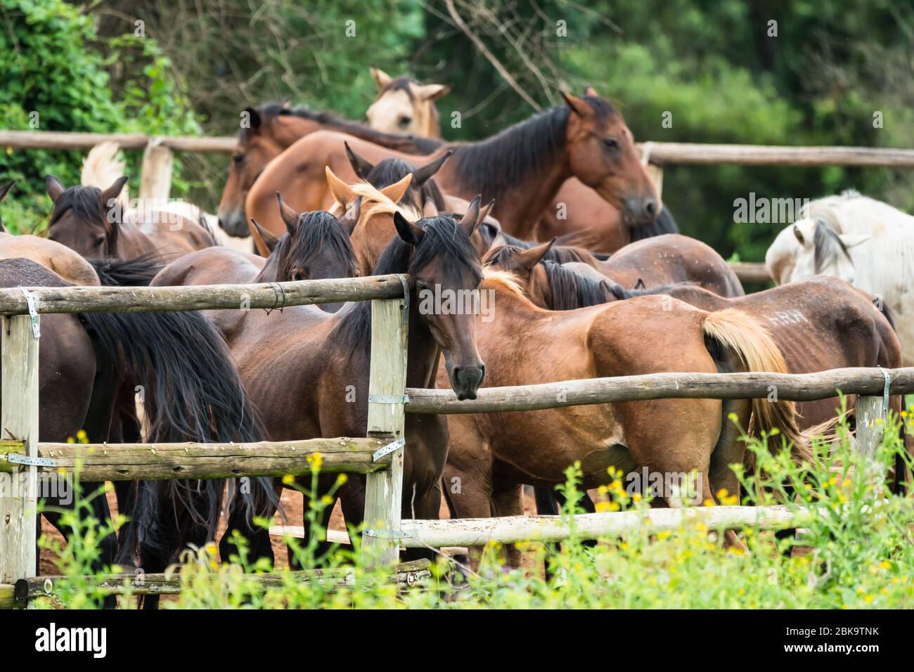 Enclosed animals hi-res stock photography and images - Alamy
