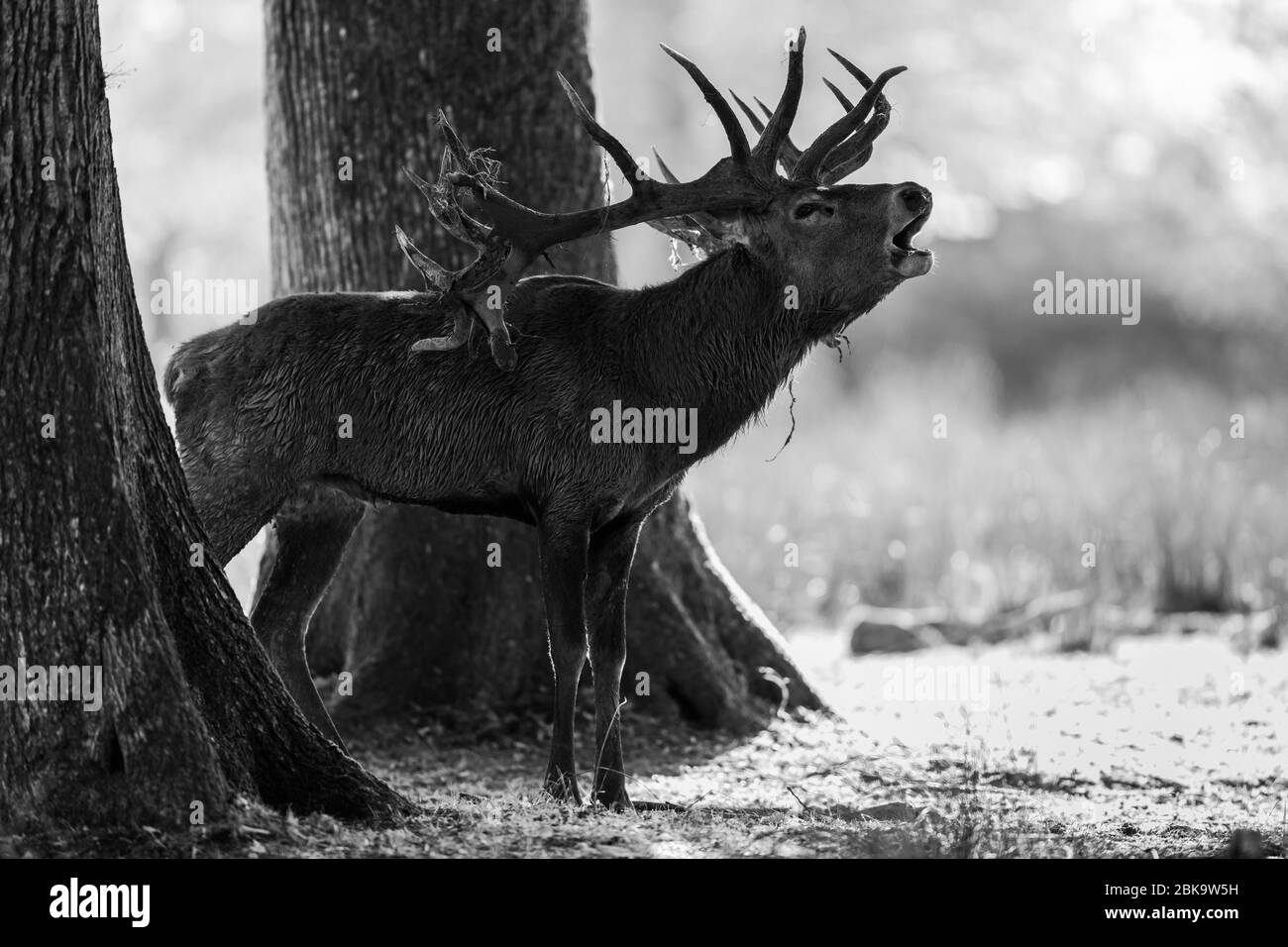 Deer in rut Black and White Stock Photos & Images - Alamy