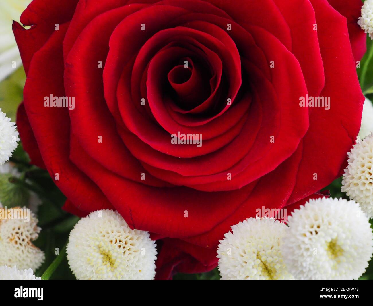 Blossom red rose flowers hi-res stock photography and images - Alamy