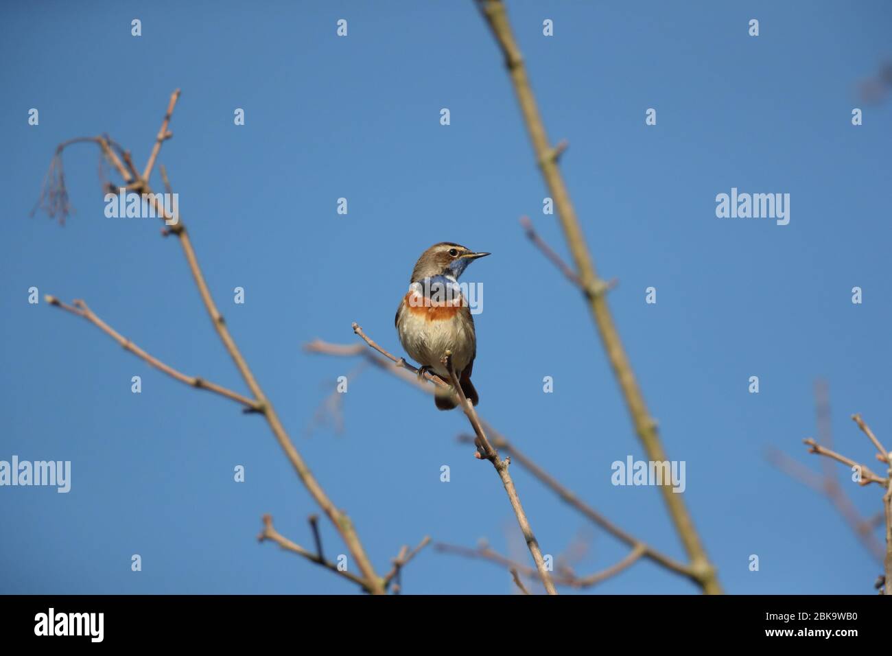 Bluethroat (Luscinia svecica Stock Photo - Alamy