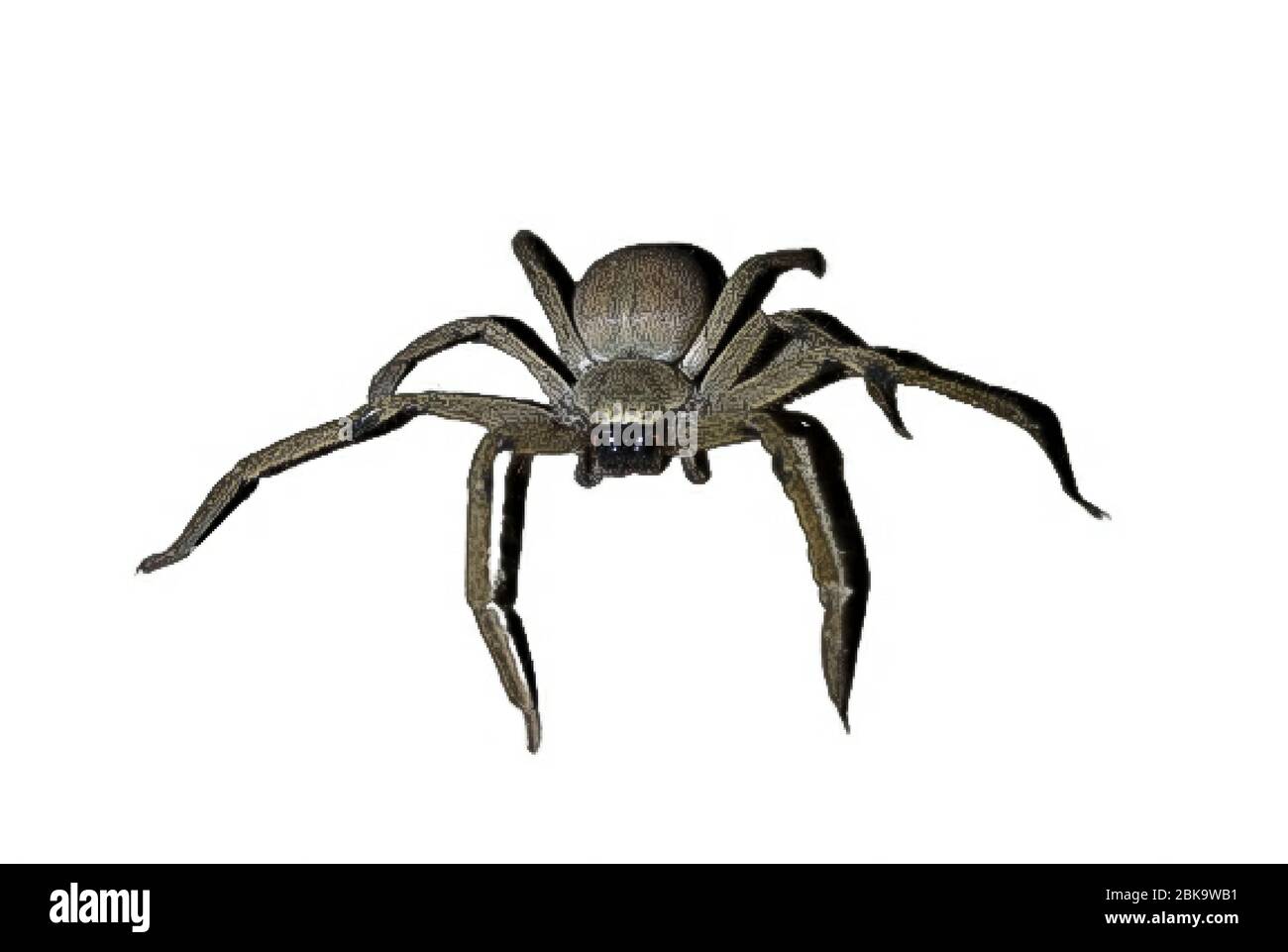 A picture of spider Stock Photo - Alamy