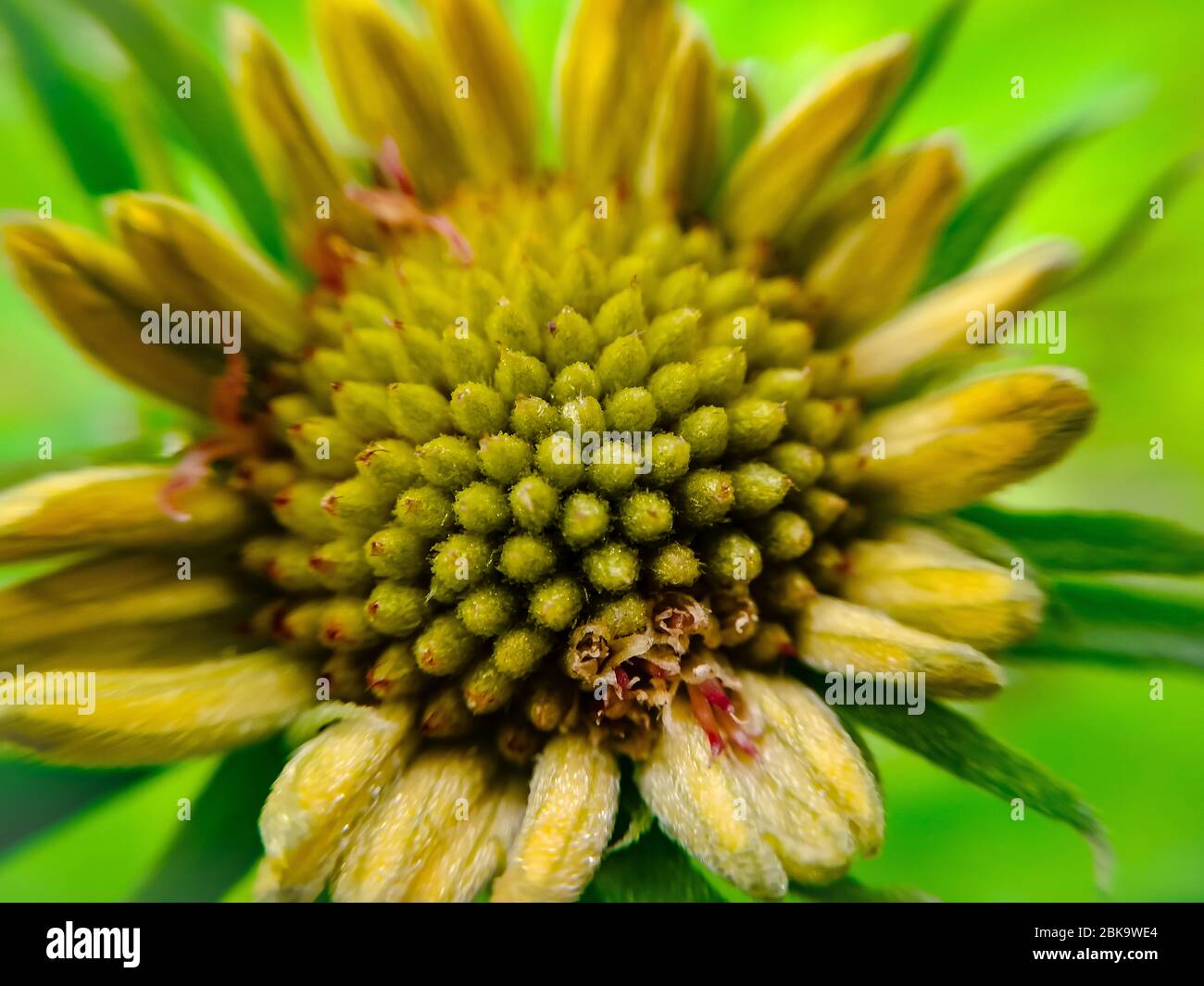 A picture of flower Stock Photo - Alamy