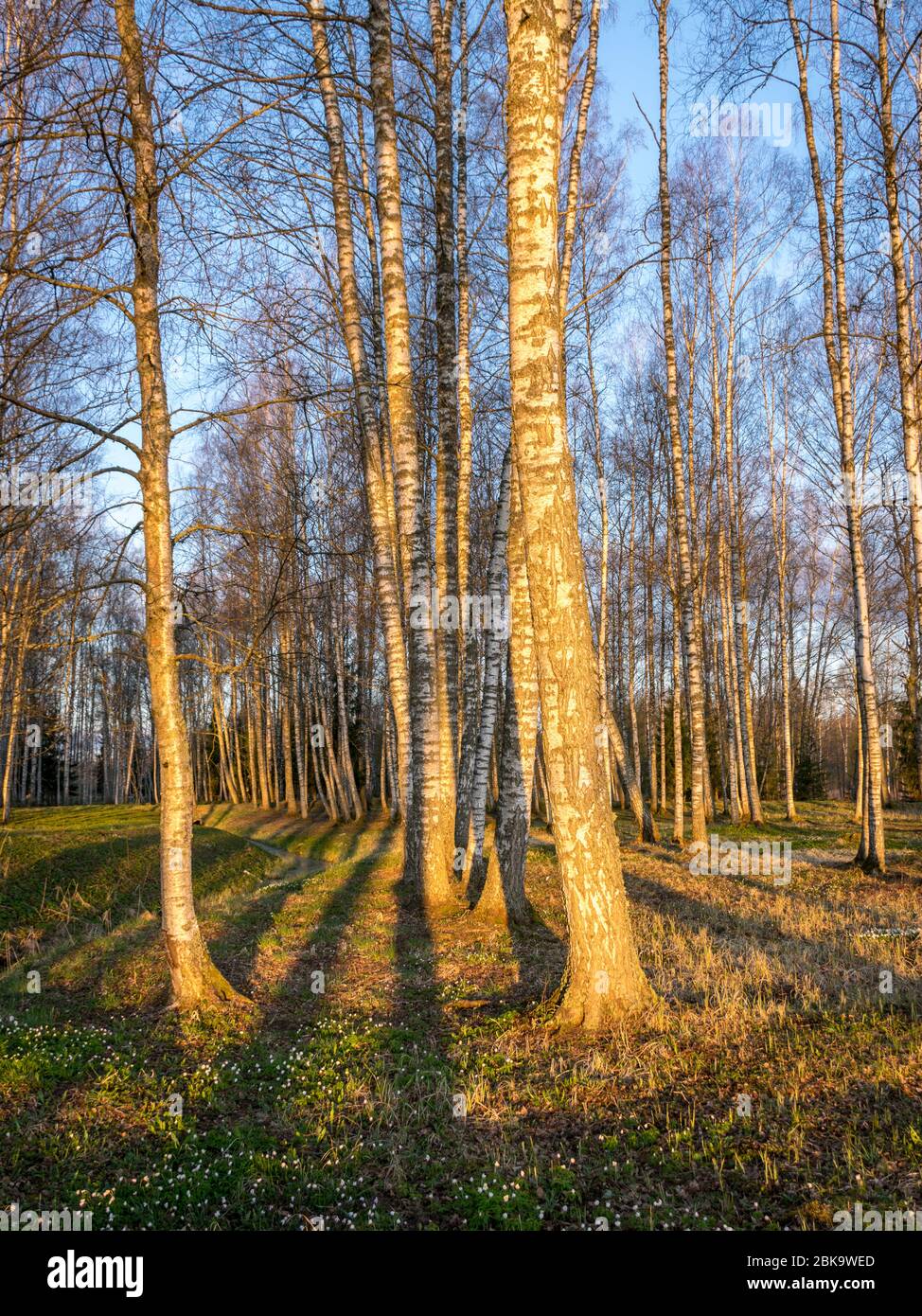 landscape with birch grove in spring, early morning, on the ground long ...
