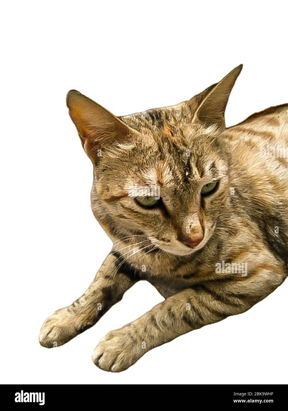 A picture of cat Stock Photo - Alamy