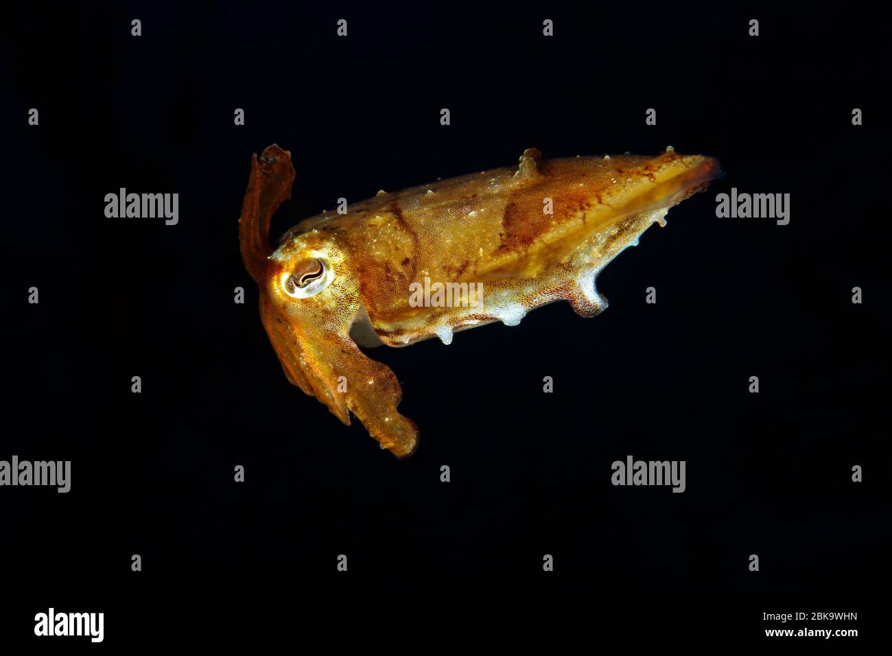 Juvenile Broadclub Cuttlefish (Sepia latimanus, aka Reef Cuttlefish) in ...