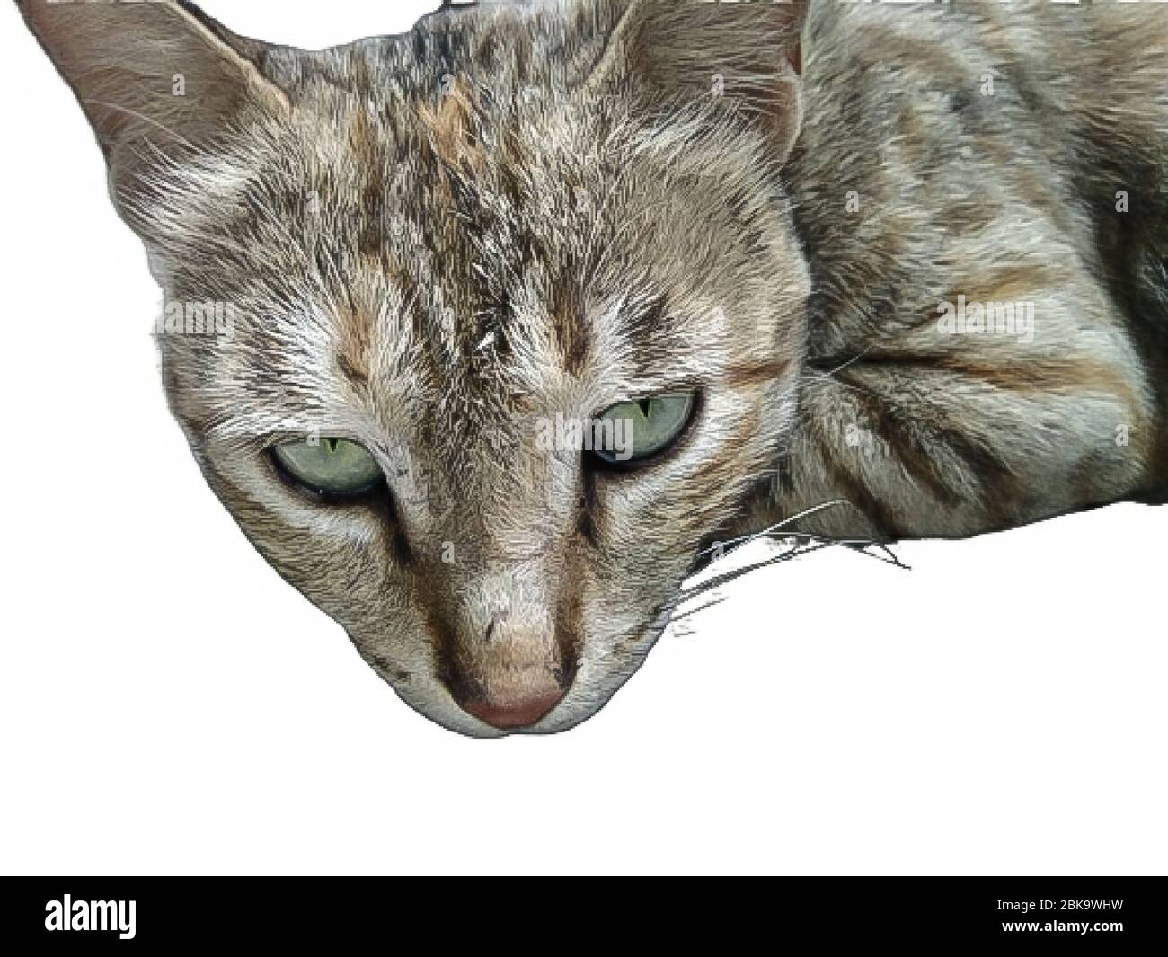 A picture of cat Stock Photo - Alamy