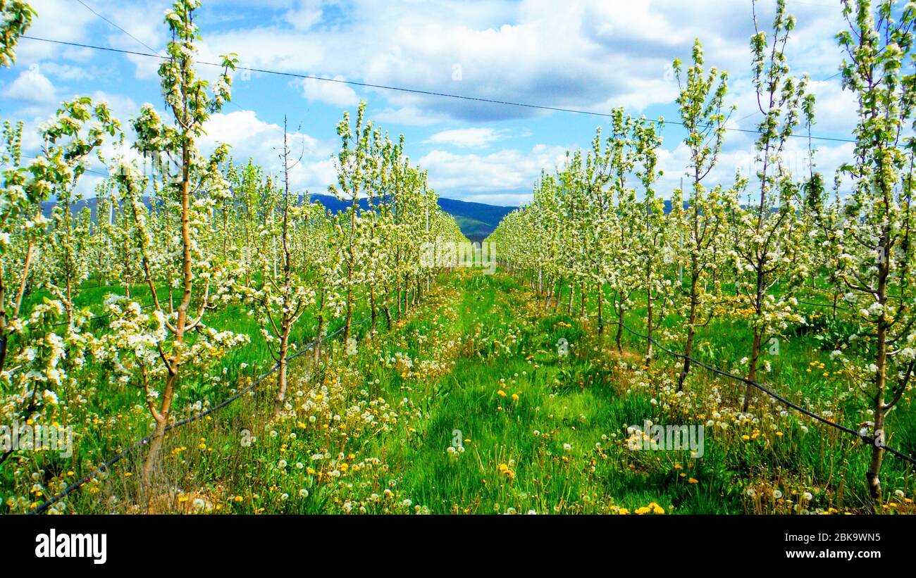 Pear Orchard High Resolution Stock Photography and Images - Alamy