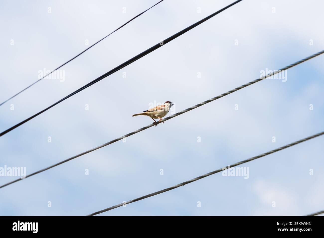 Common sparrow bird sitting on the wire Stock Photo - Alamy