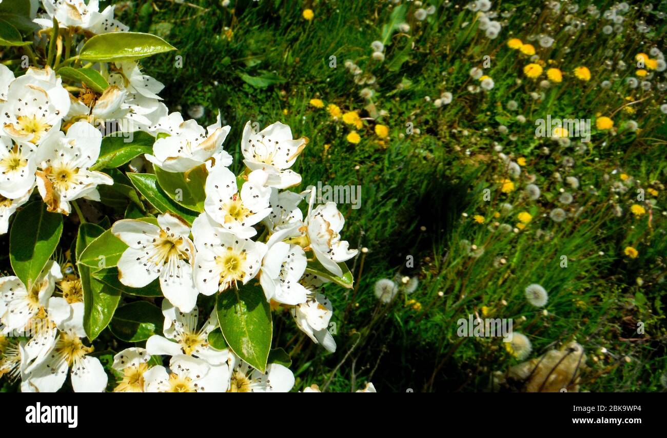 pear orchard with blossoming trees in spring Stock Photo - Alamy