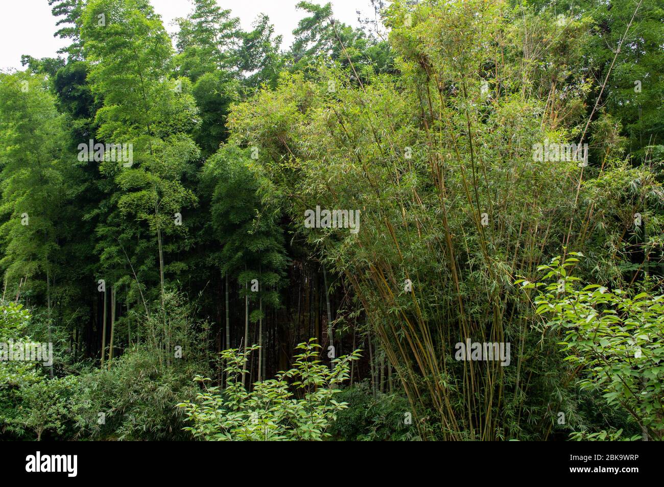 China bamboo forest scenery hi-res stock photography and images - Alamy