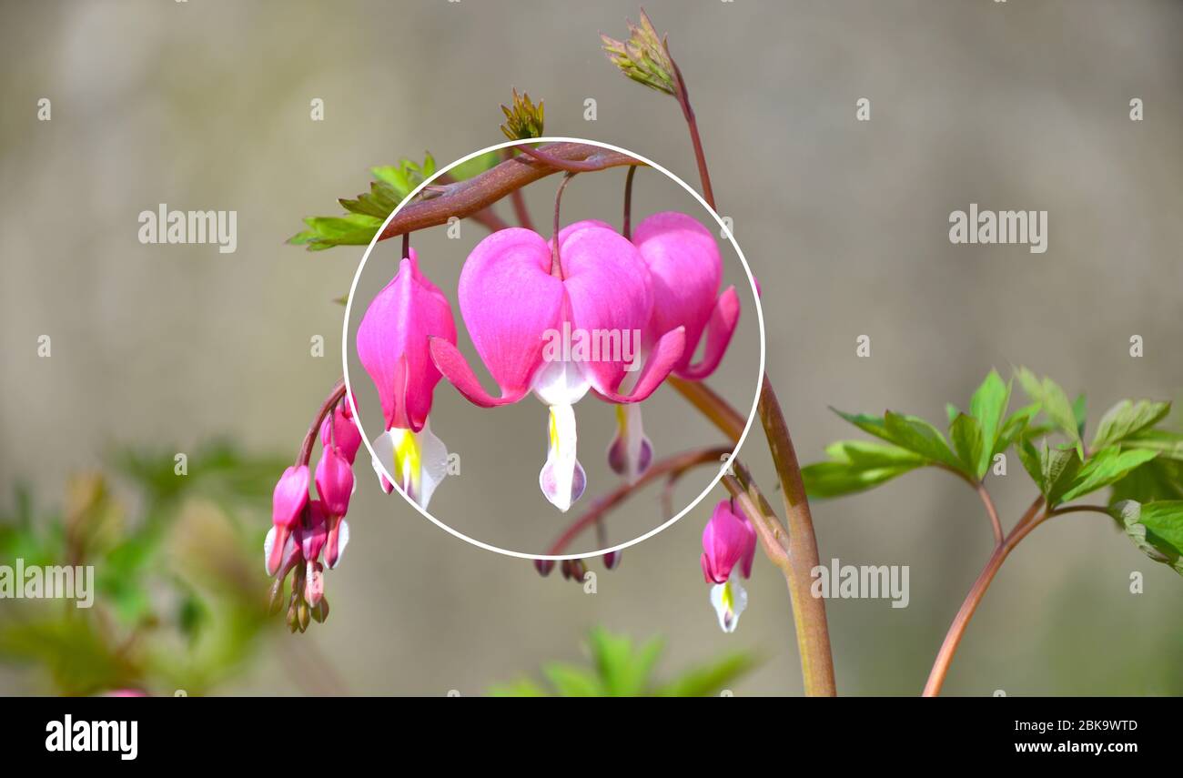 Bleeding Heart Dicentra spectabilis 'Gold Heart' with magnifier Stock ...