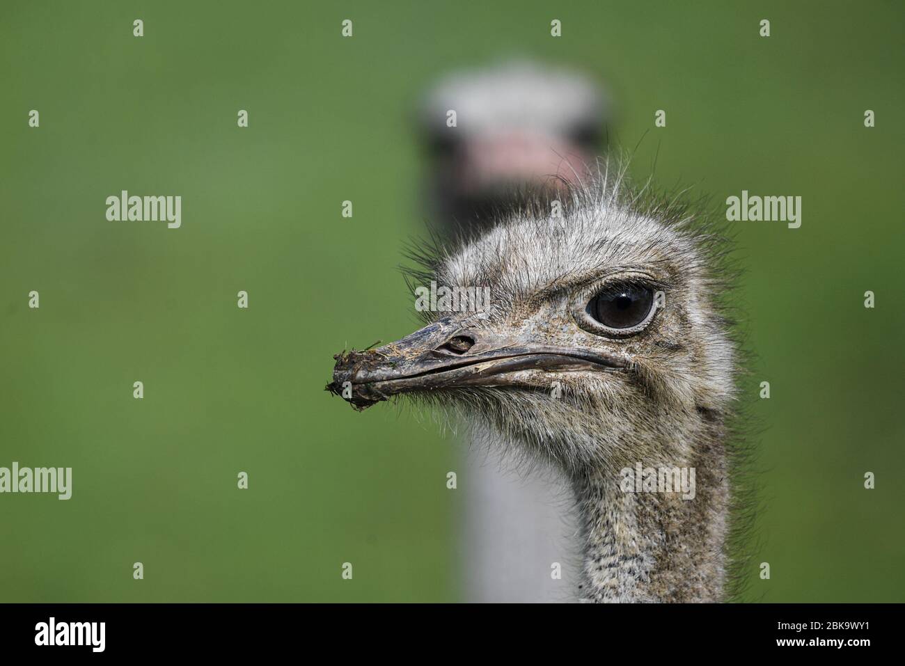 Waldburg, Germany. 03rd May, 2020. Two ostriches stand in the morning ...