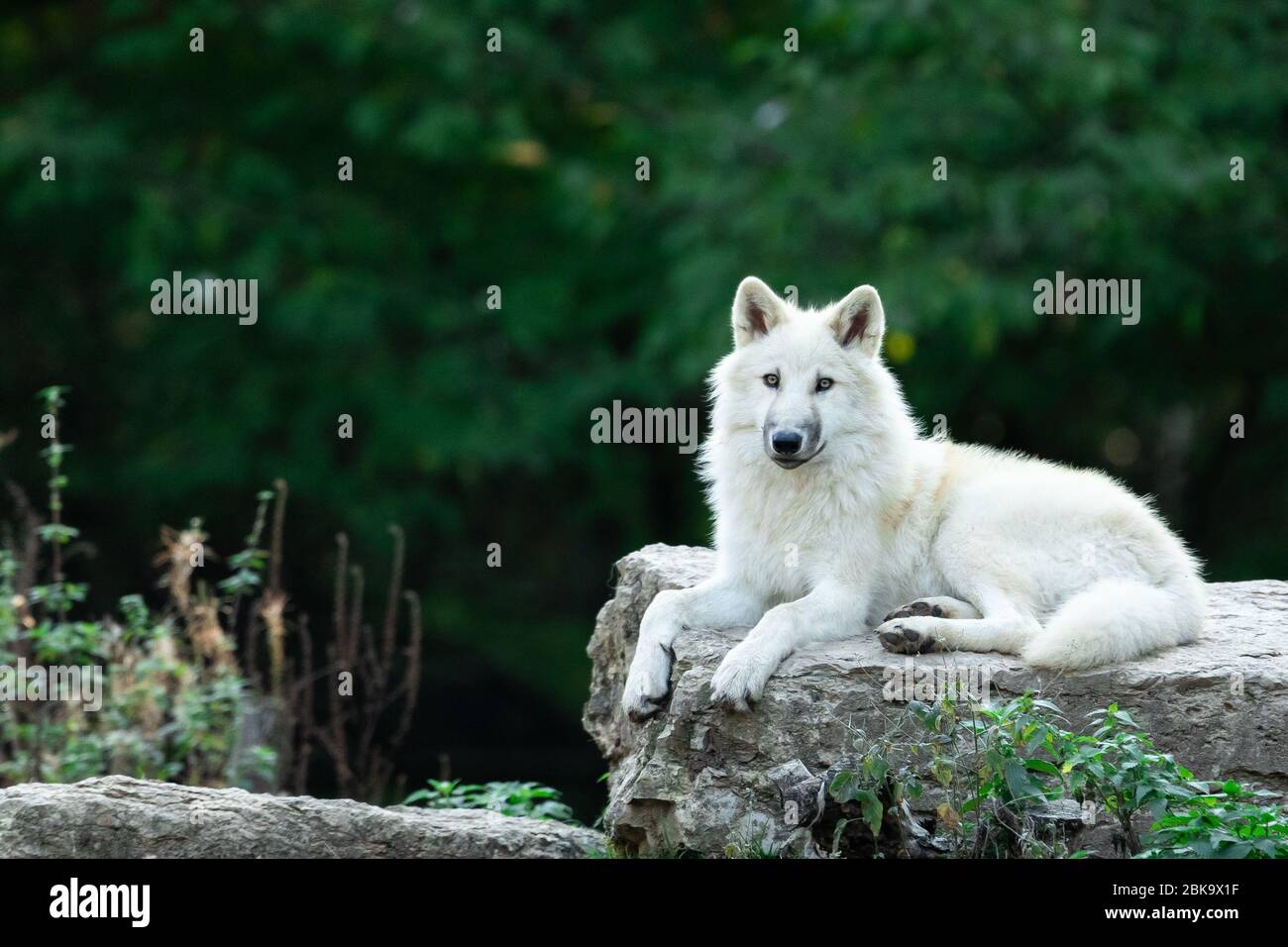 White wolf in the forest Stock Photo - Alamy