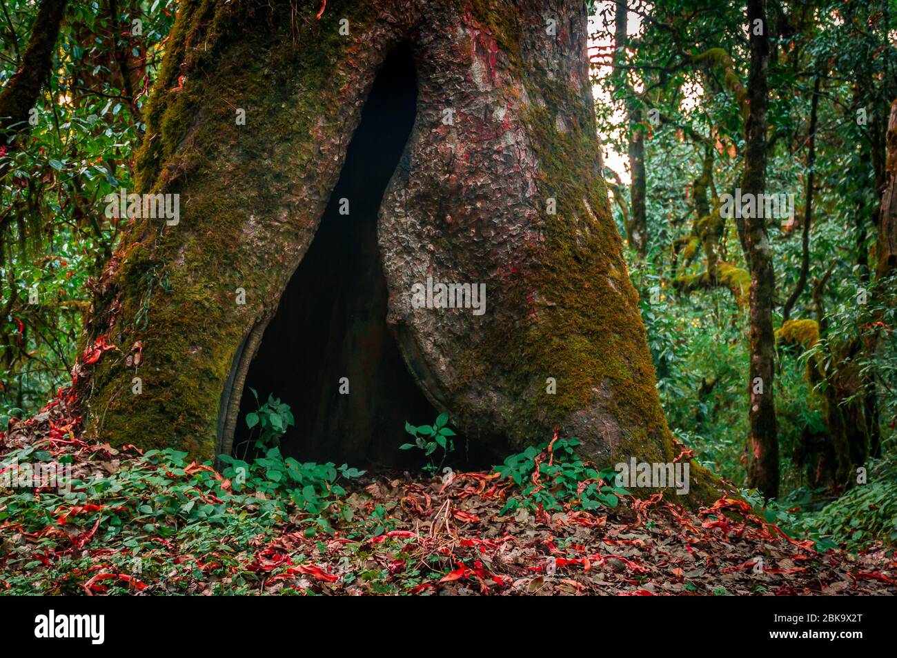 Cave and temple in a big tree root Stock Photo - Alamy