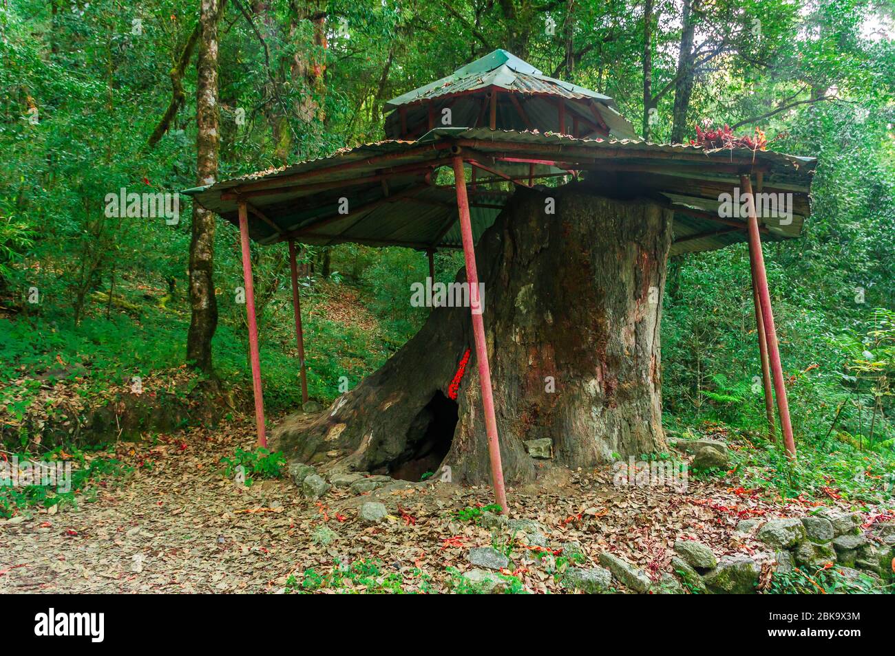 Tree root cave hi-res stock photography and images - Alamy