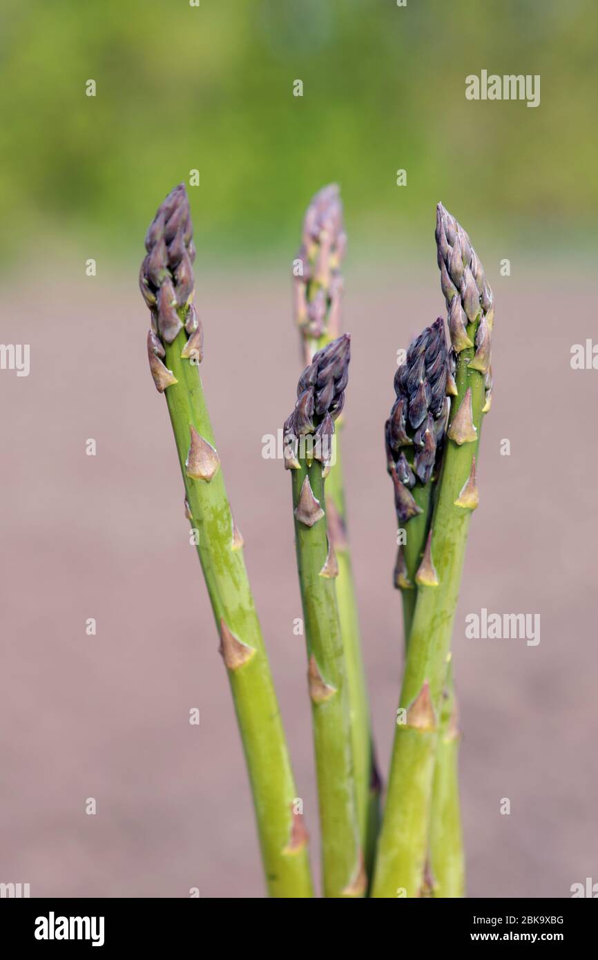 People gather asparagus in the field. Packing of asparagus on an ...